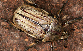 八重山特集 -虫ナビ-